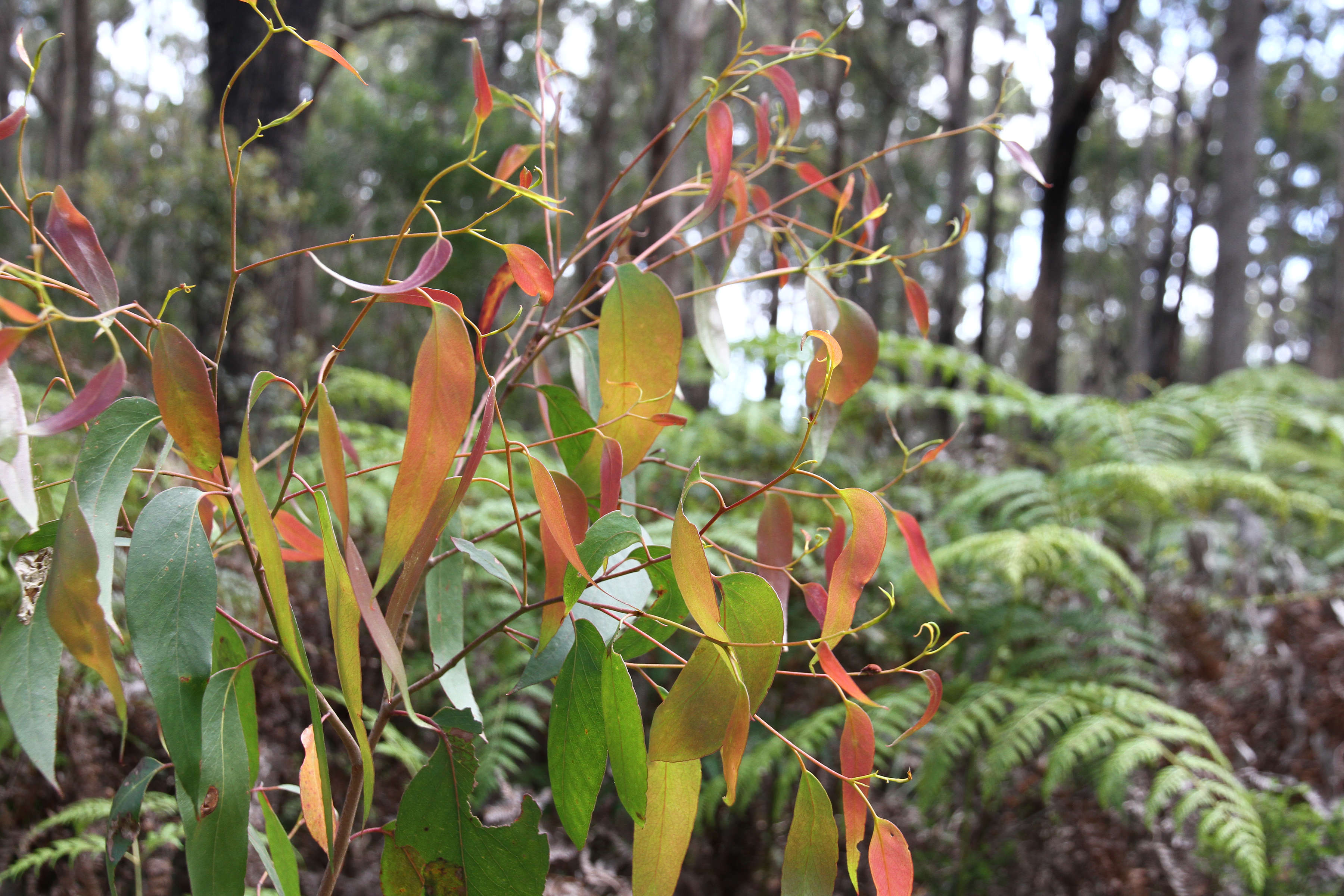 Program and activities – Kelcey Tier Greenbelt, 20–21 October 2023 ...